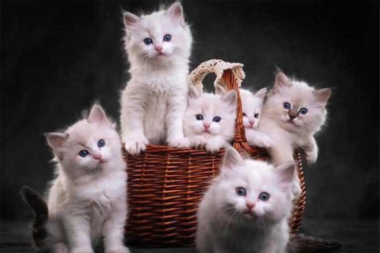 Do Cats Have a Homing Instinct? How Lost Cats Find Their Way Home